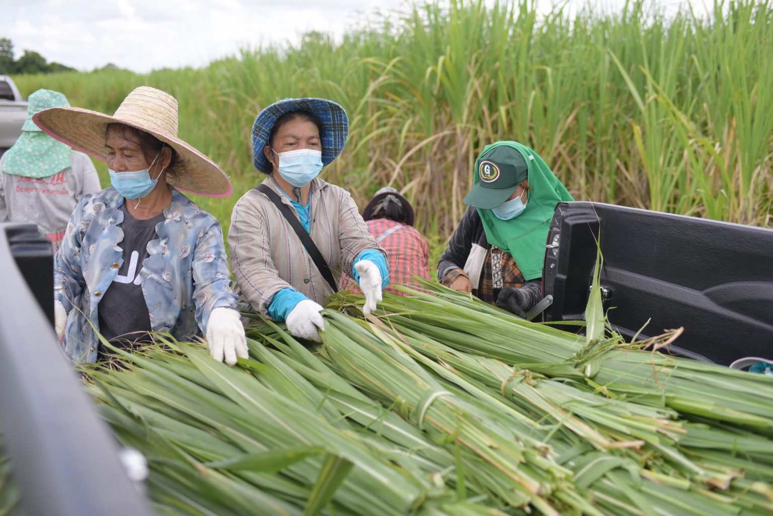 RMUTP has successfully transformed sugarcane leaf fibers into textile ...